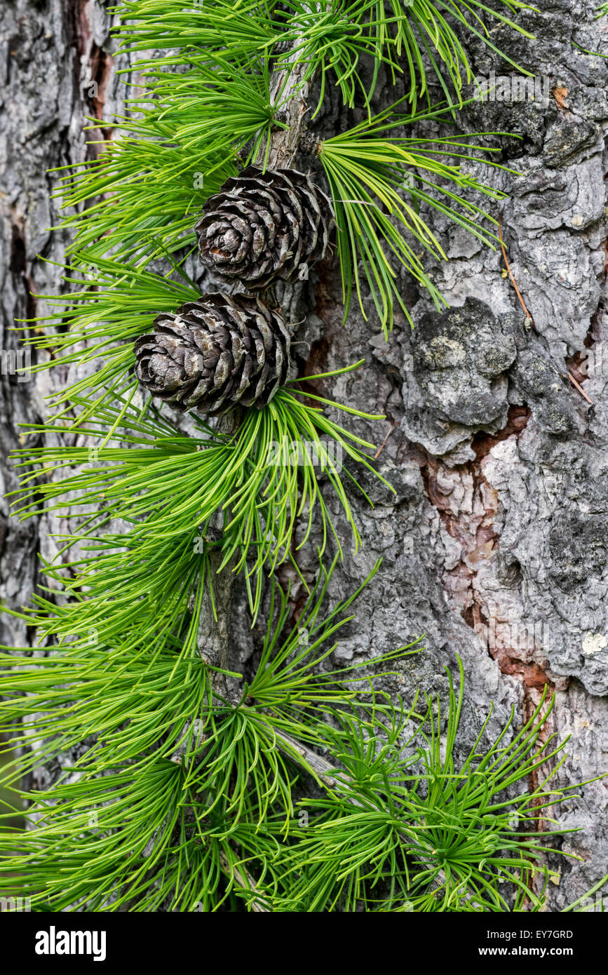 European larch cones hi-res stock photography and images - Alamy