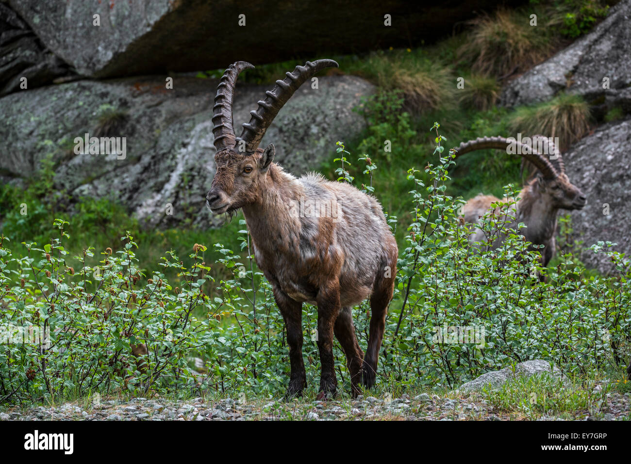 Two male Alpine ibex (Capra ibex) foraging among shrubs in the Alps in ...