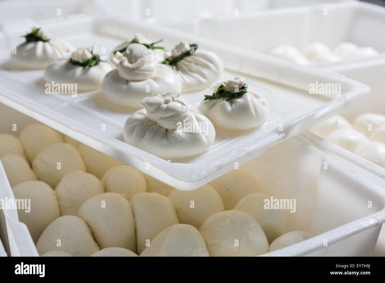 Fresh burrata cheese heads on a production Stock Photo - Alamy