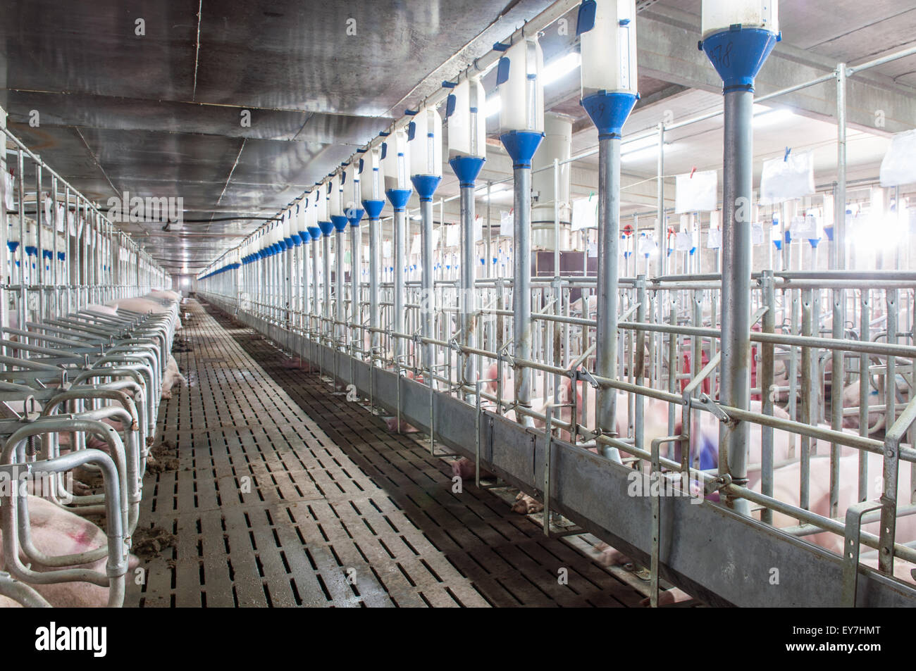 Pork plant with very large pigs in special stalls Stock Photo - Alamy