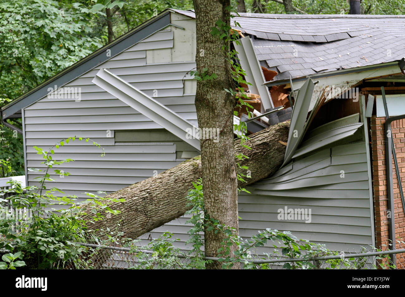 Wind storm tree fallen on house hi-res stock photography and images - Alamy