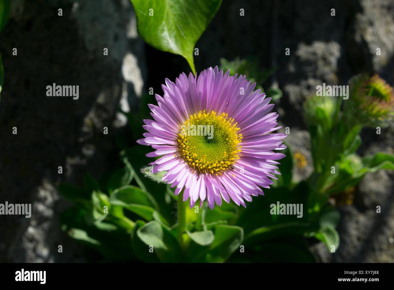 Aster Alpinus , or Alpine Aster, or Blue Alpine Daisy, or Rock Aster ...