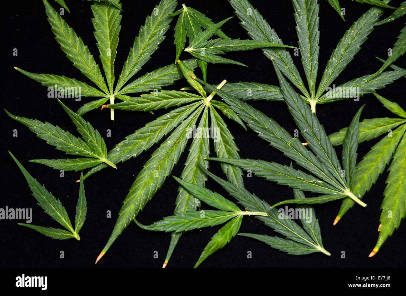 Cannabis Leaf Background Stock Photo - Alamy