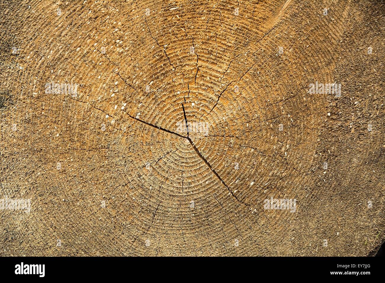Log of wood texture Stock Photo - Alamy