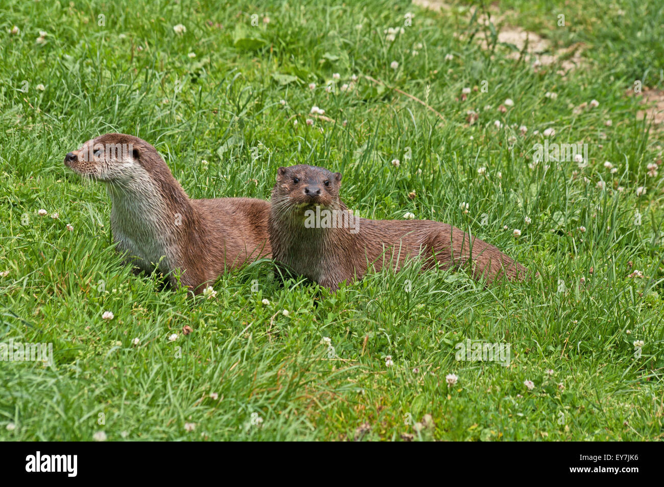 EURPEAN BRITISH OTTER, Lutra Luta, Surrey, England Stock Photo - Alamy