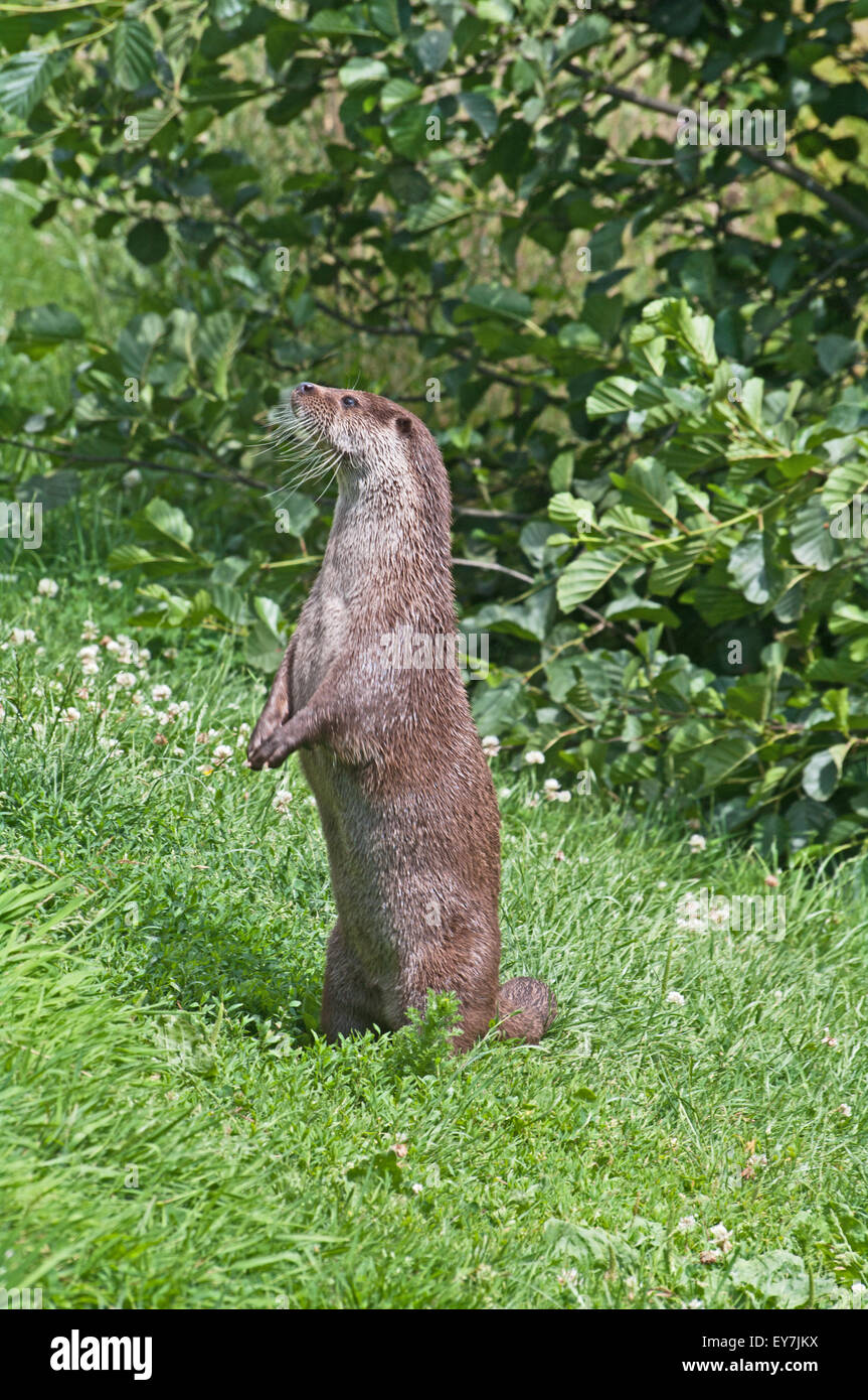 EURPEAN BRITISH OTTER, Lutra Luta, Surrey, England Stock Photo - Alamy