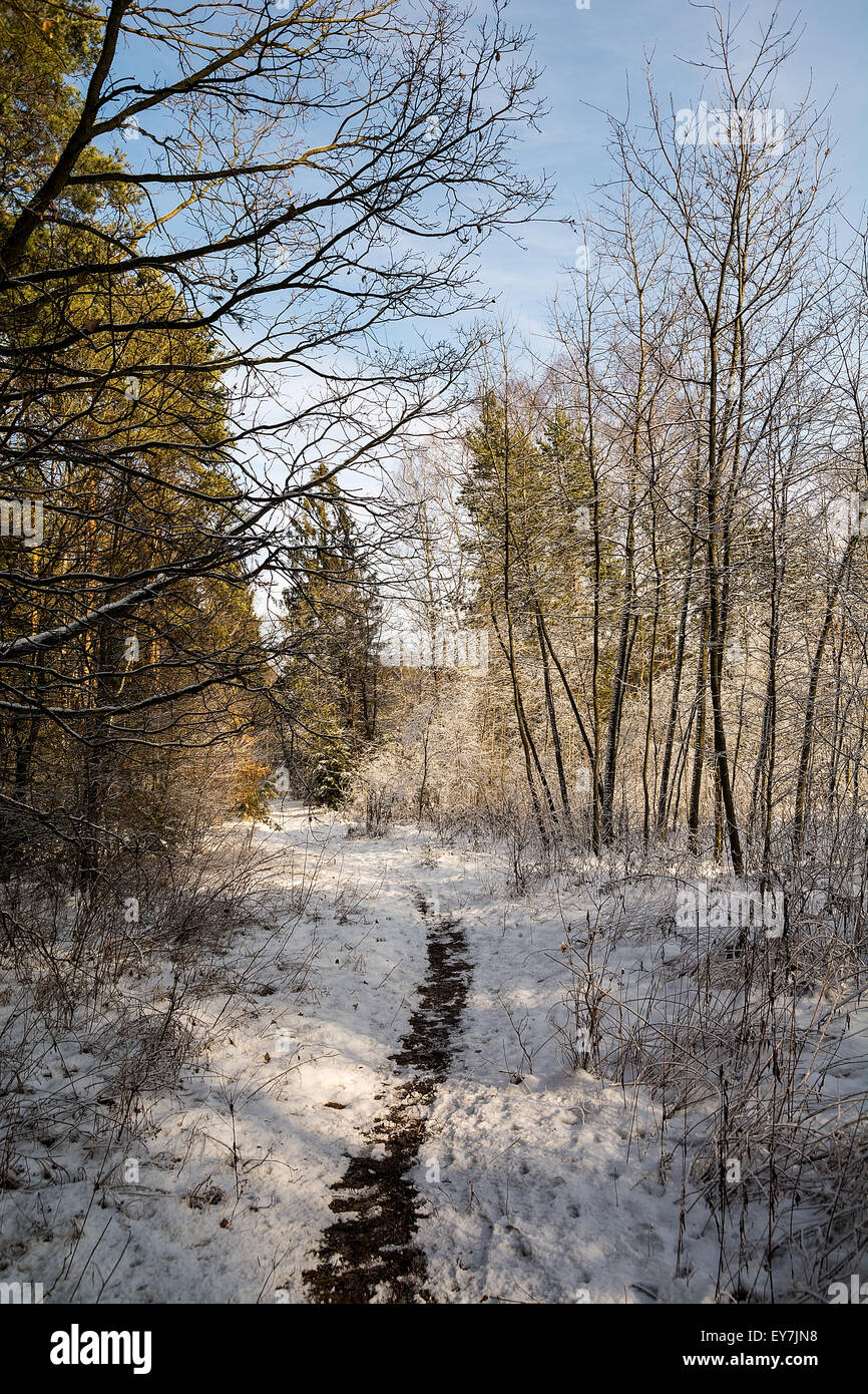 Forest in winter Stock Photo - Alamy