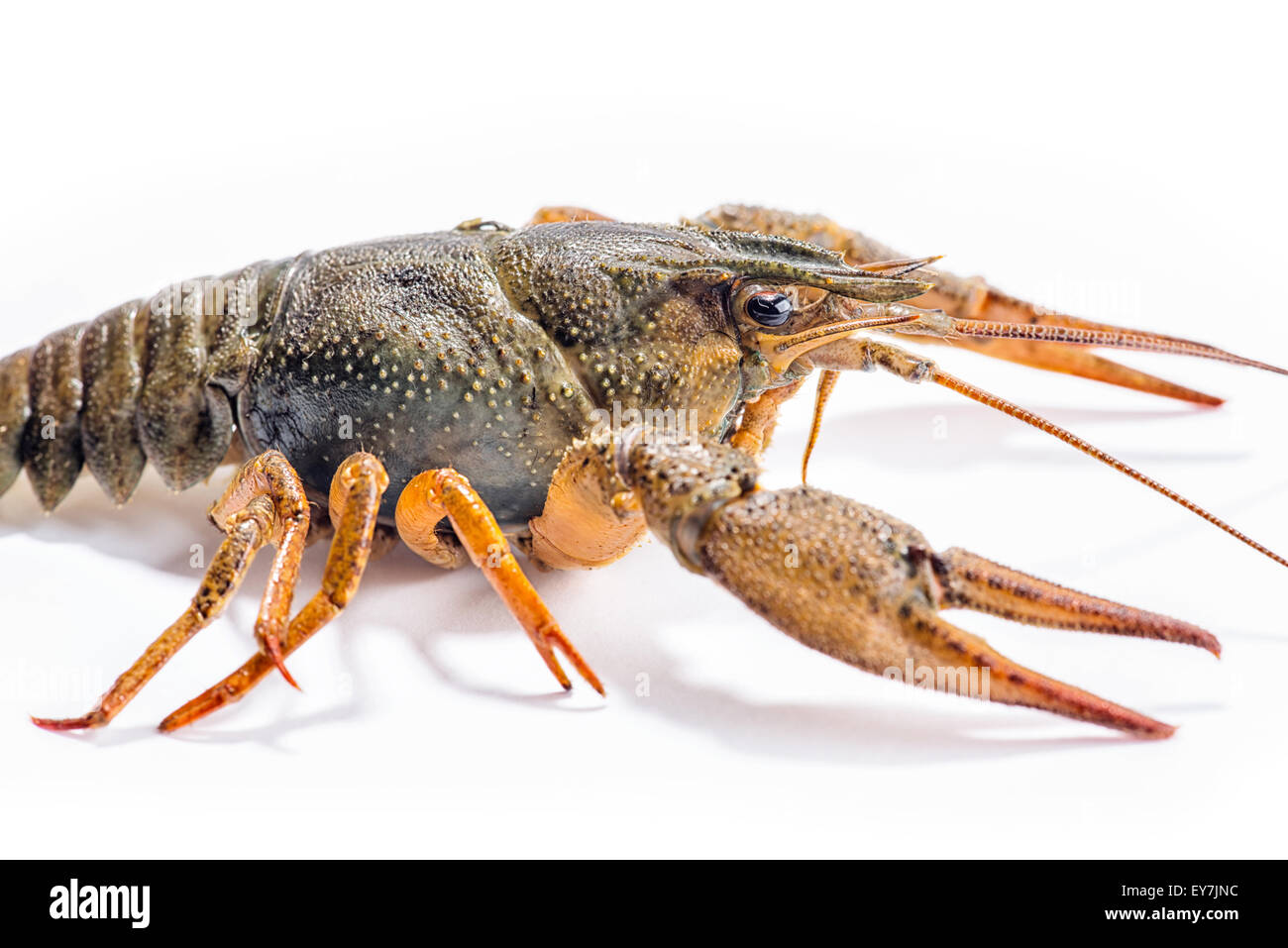 alive crayfish isolated on the white background Stock Photo - Alamy