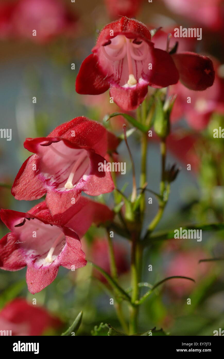 penstemon husker red Stock Photo - Alamy