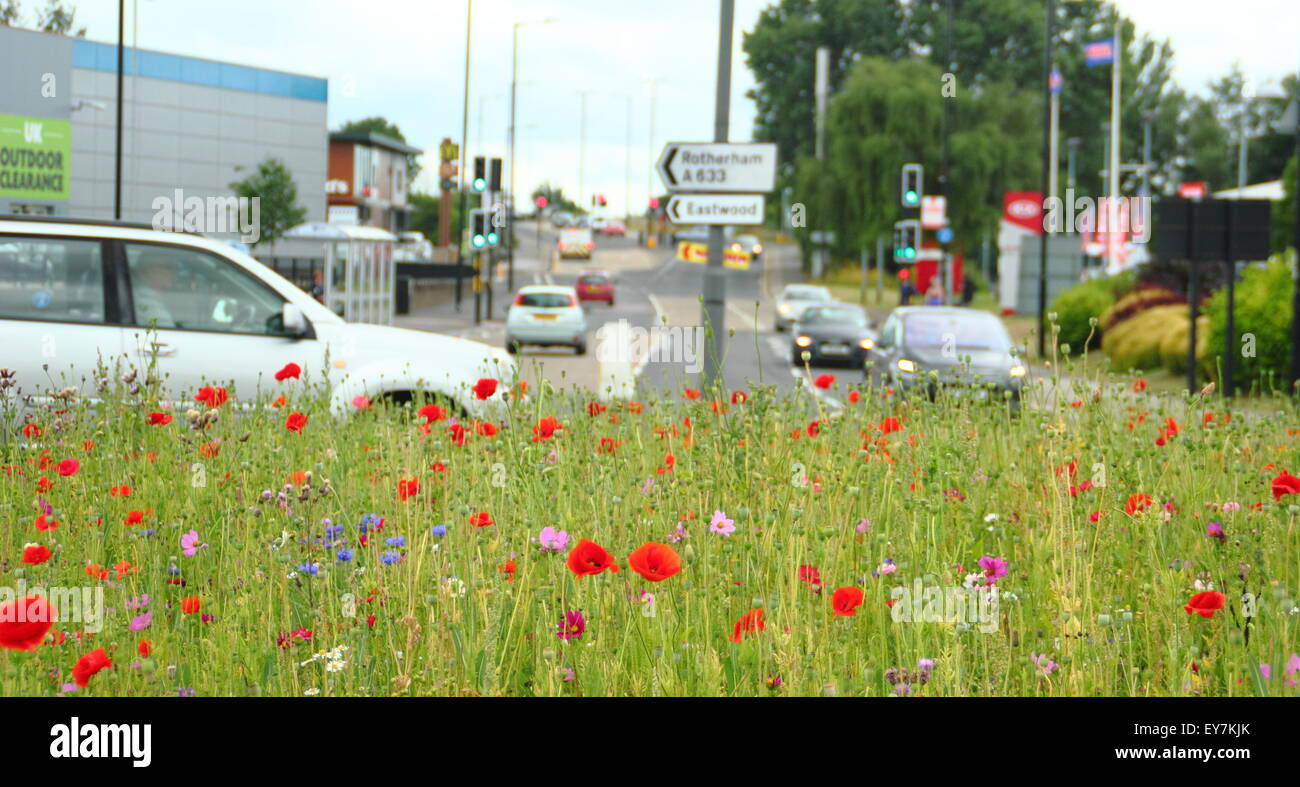 Traffic navigates a roundabout brimming with sown wildflowers in the ...