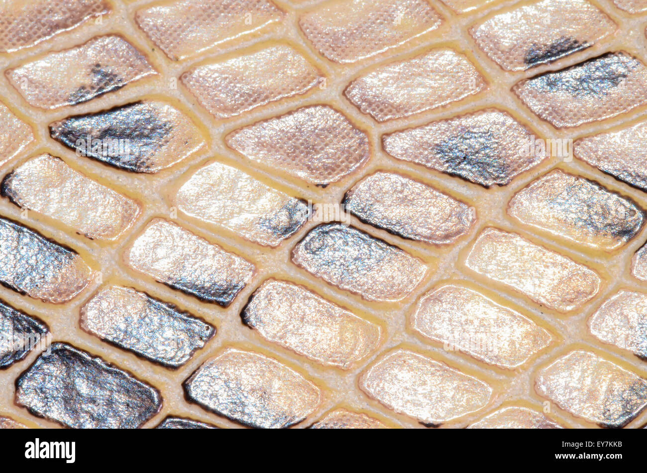 Snake Skin Seamless Pattern Texture Stock Photo - Alamy