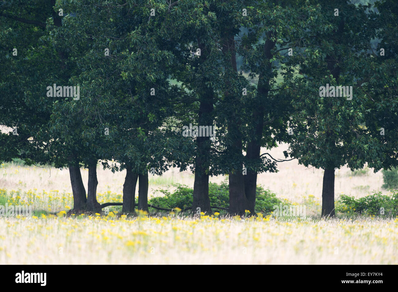 Detail summer landscape with trees Stock Photo - Alamy