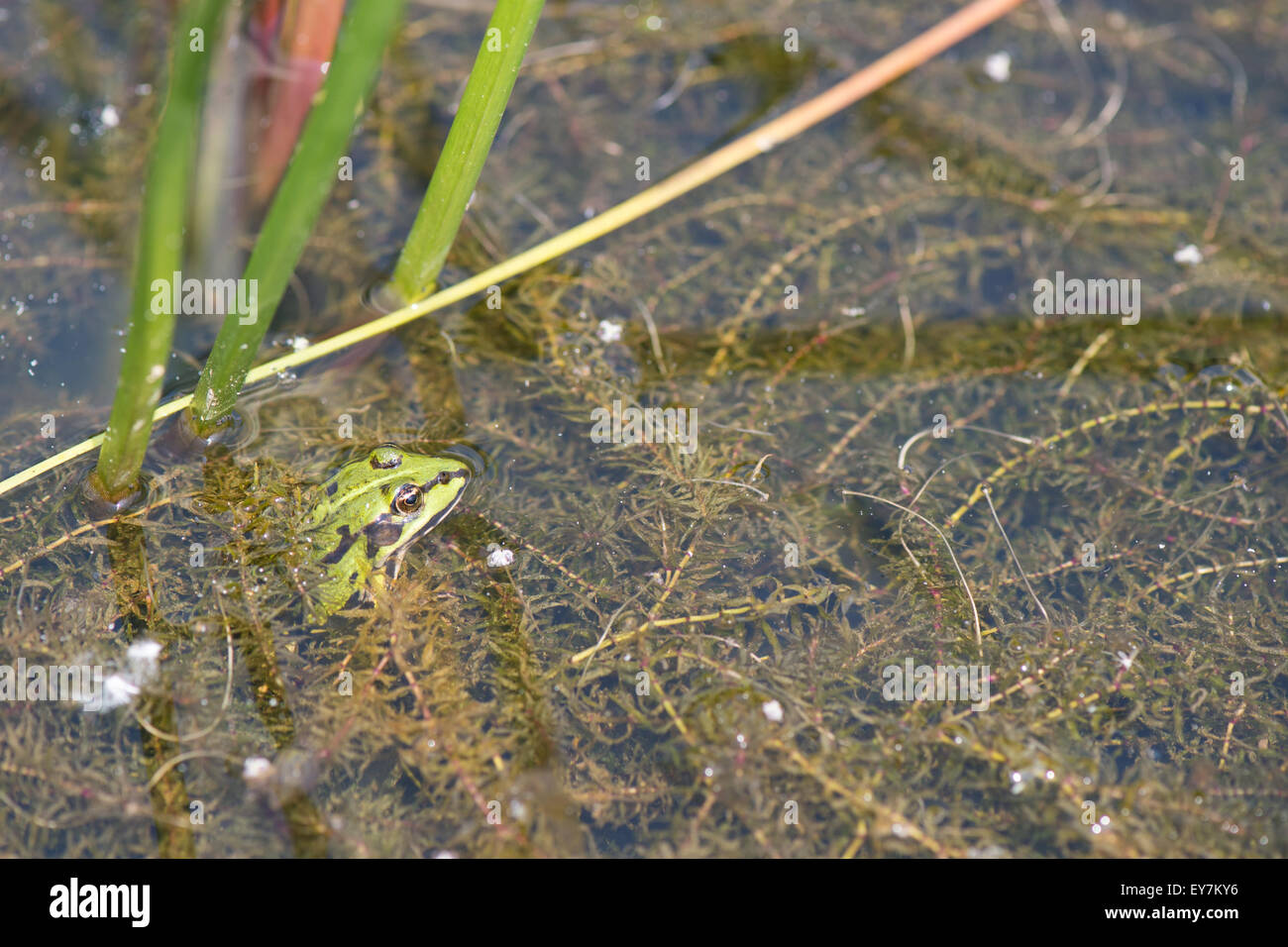 Pool frog in nature water Stock Photo - Alamy