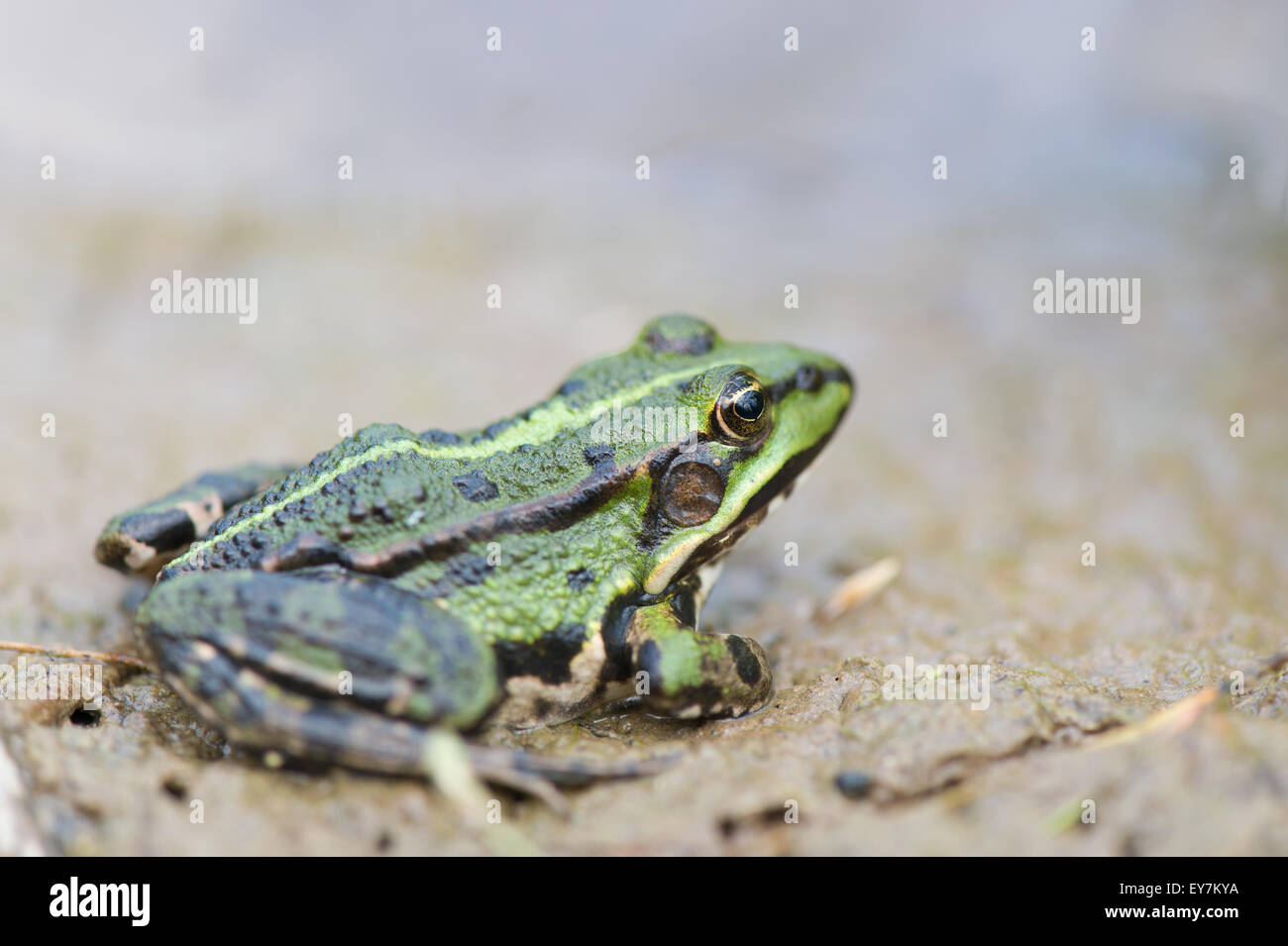 Pool frog in nature water Stock Photo - Alamy