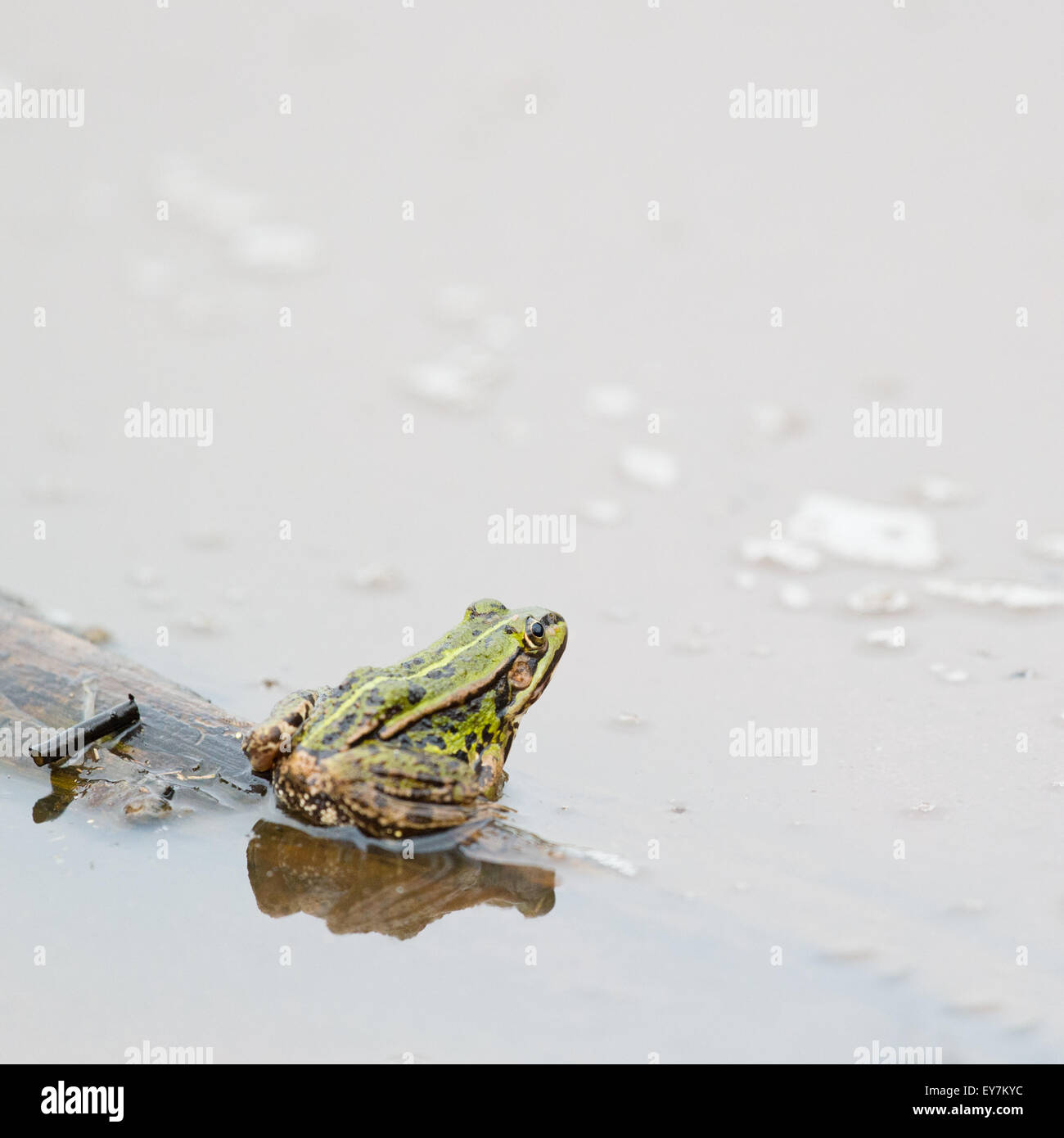 Pool frog in nature water Stock Photo - Alamy