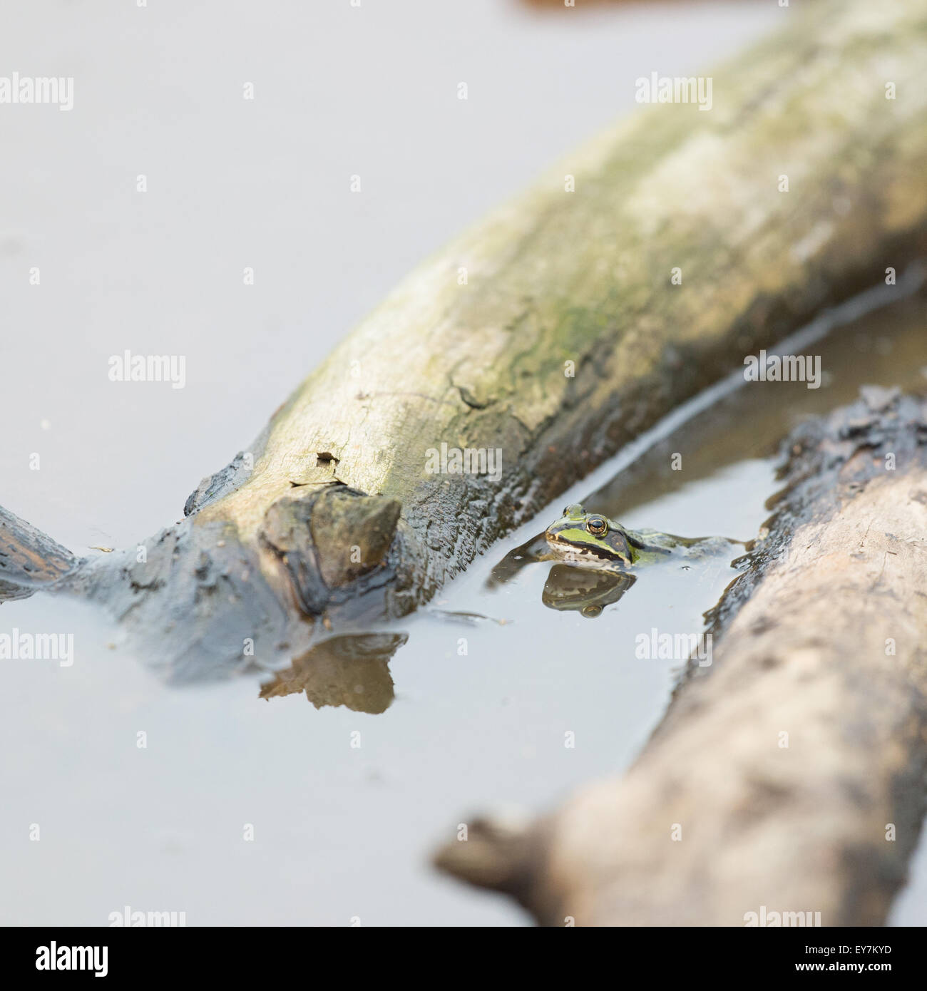 Pool frog in nature water Stock Photo - Alamy