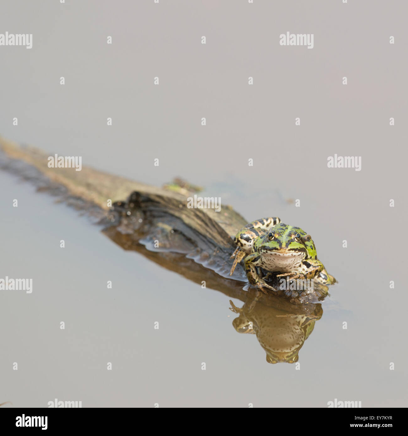 Pool frog in nature water Stock Photo - Alamy