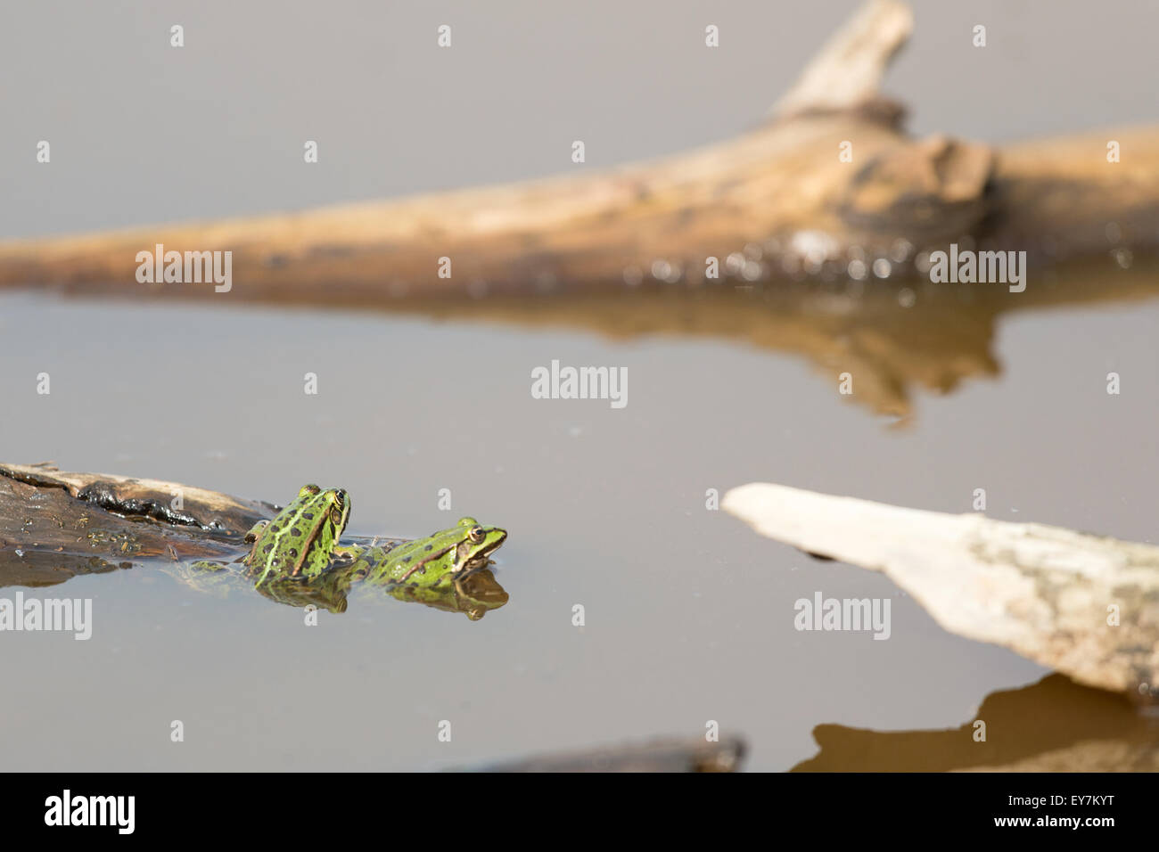Pool frog in nature water Stock Photo - Alamy