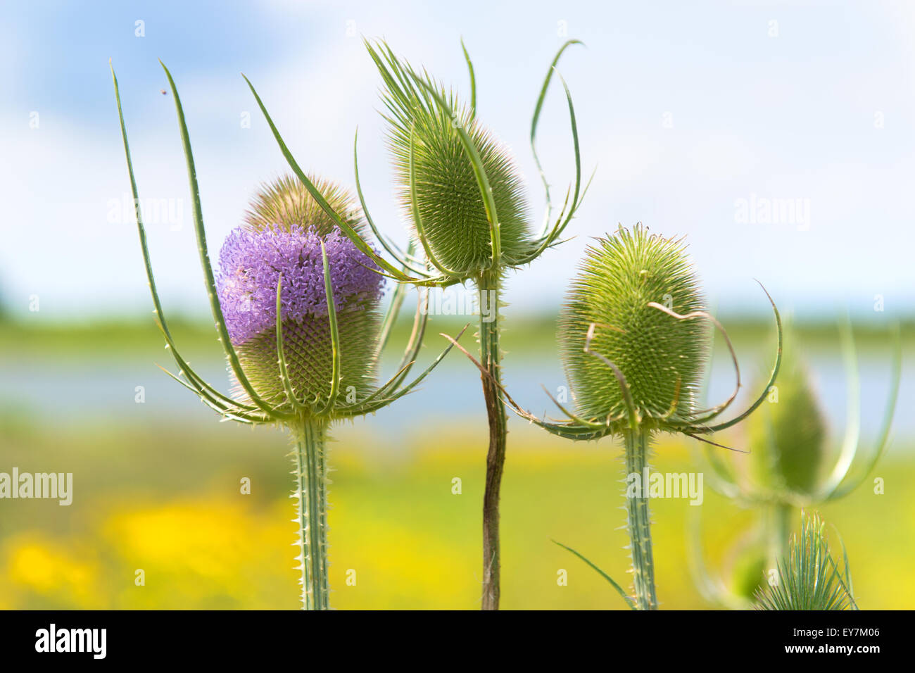 Blooming purple teasel in landscape at river Stock Photo - Alamy