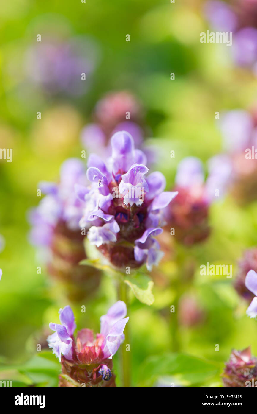 Blooming wild tyme in nature Stock Photo - Alamy