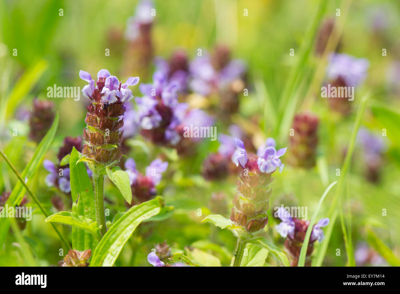 Blooming wild tyme in nature Stock Photo - Alamy