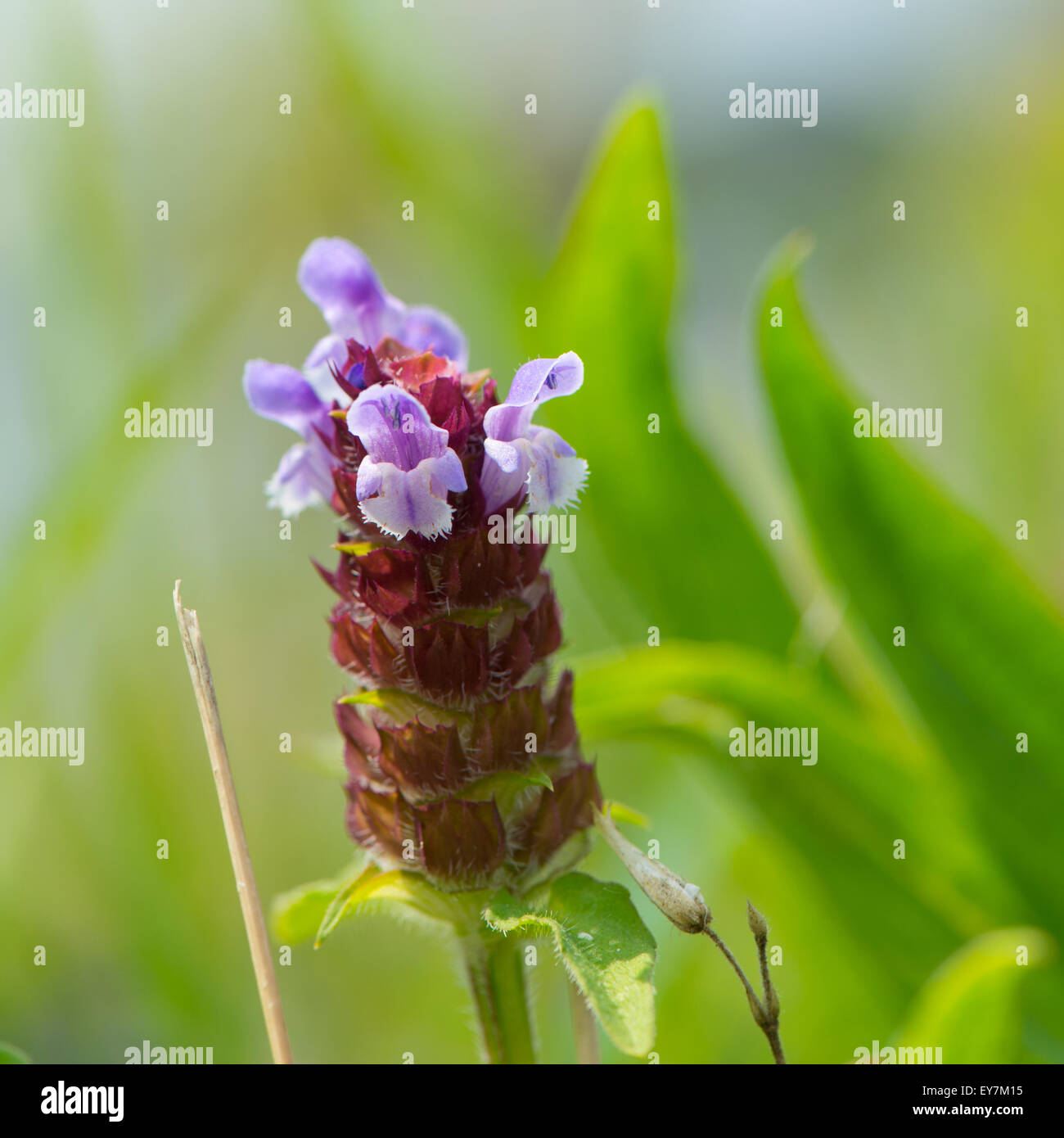 Blooming wild tyme in nature Stock Photo - Alamy
