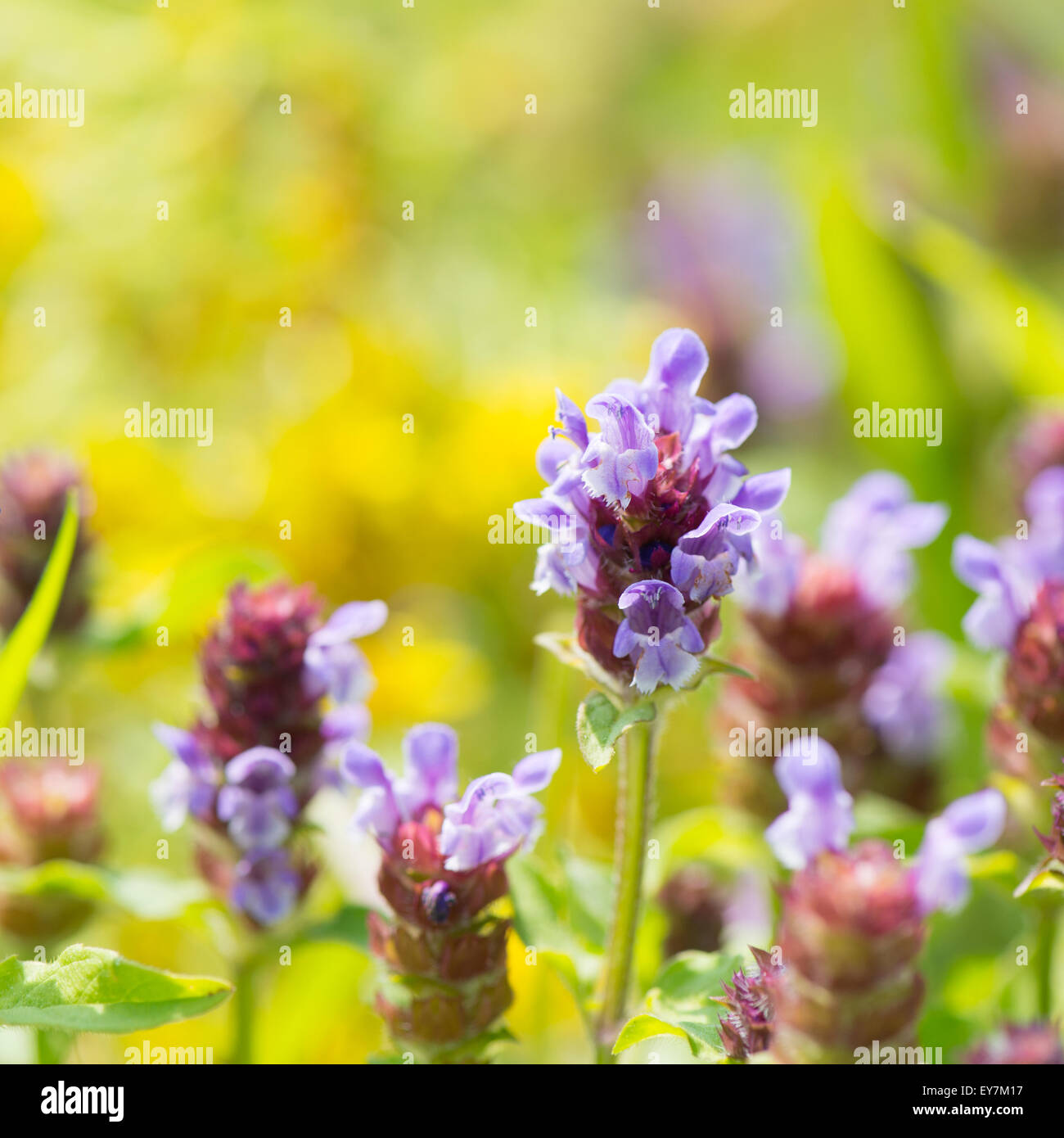 Blooming wild tyme in nature Stock Photo - Alamy