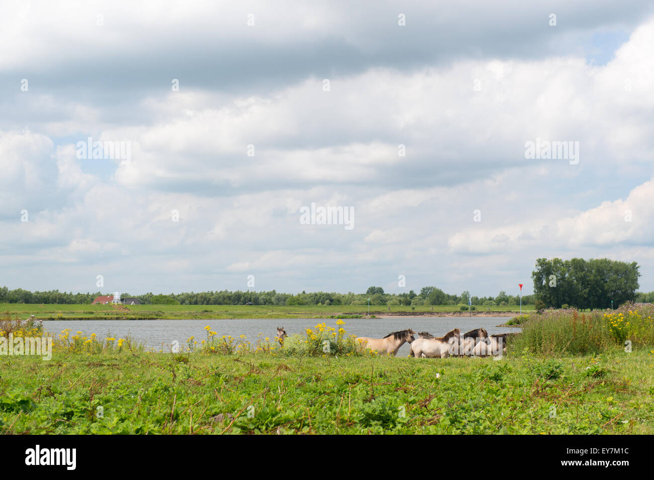Dutch river nederrijn horses hi-res stock photography and images - Alamy