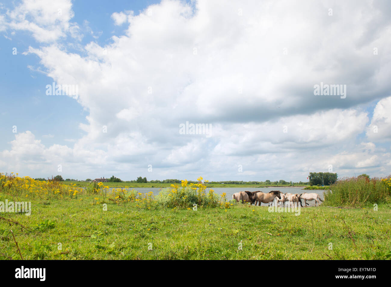 Dutch river Nederrijn with clouds Stock Photo - Alamy