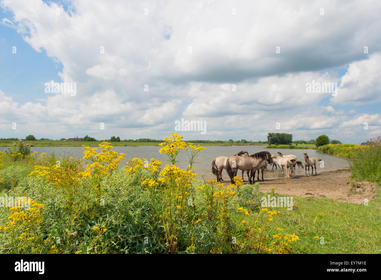 Nederrijn river hi-res stock photography and images - Alamy