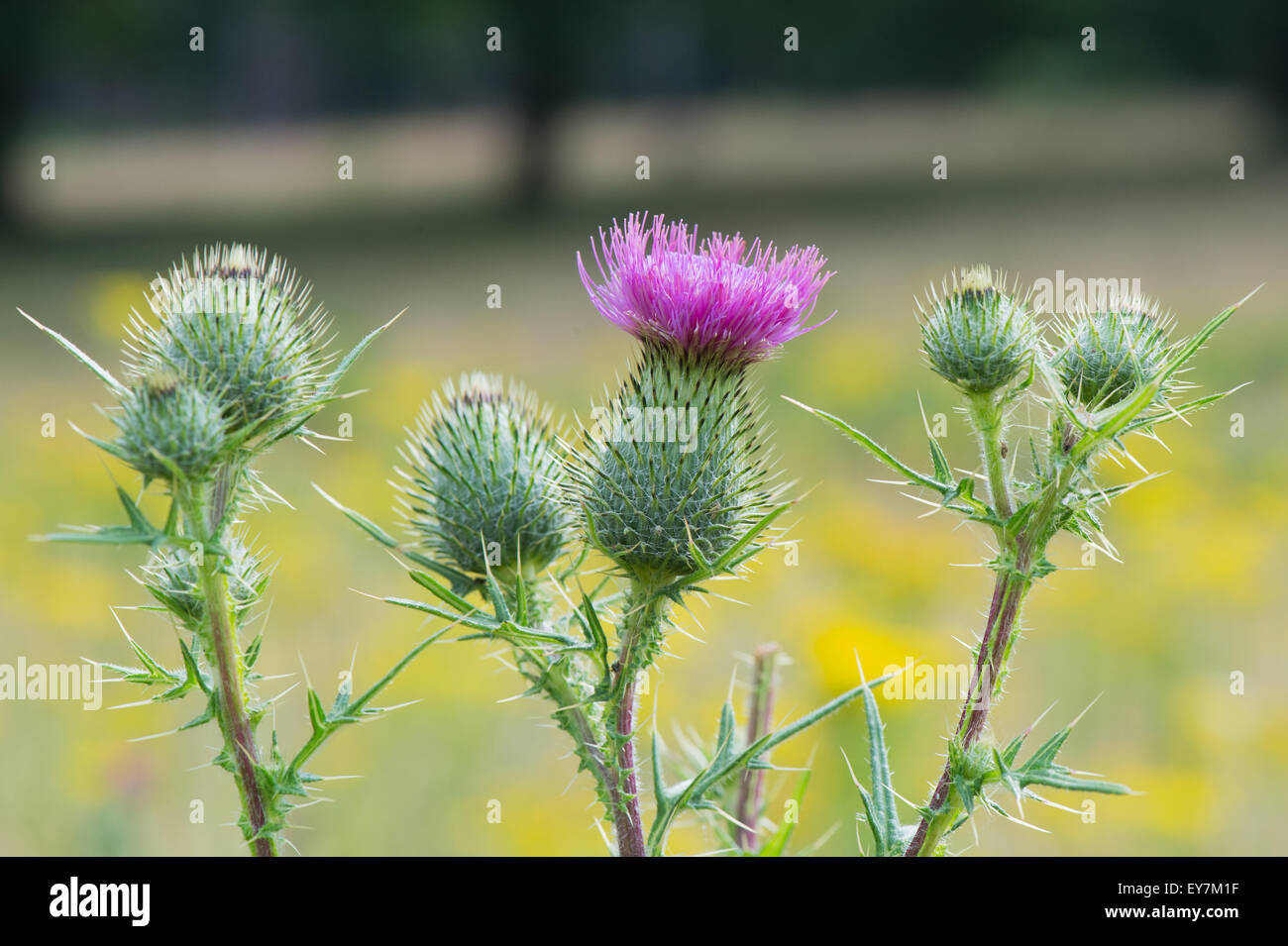 Blooming purple thistle in nature Stock Photo - Alamy