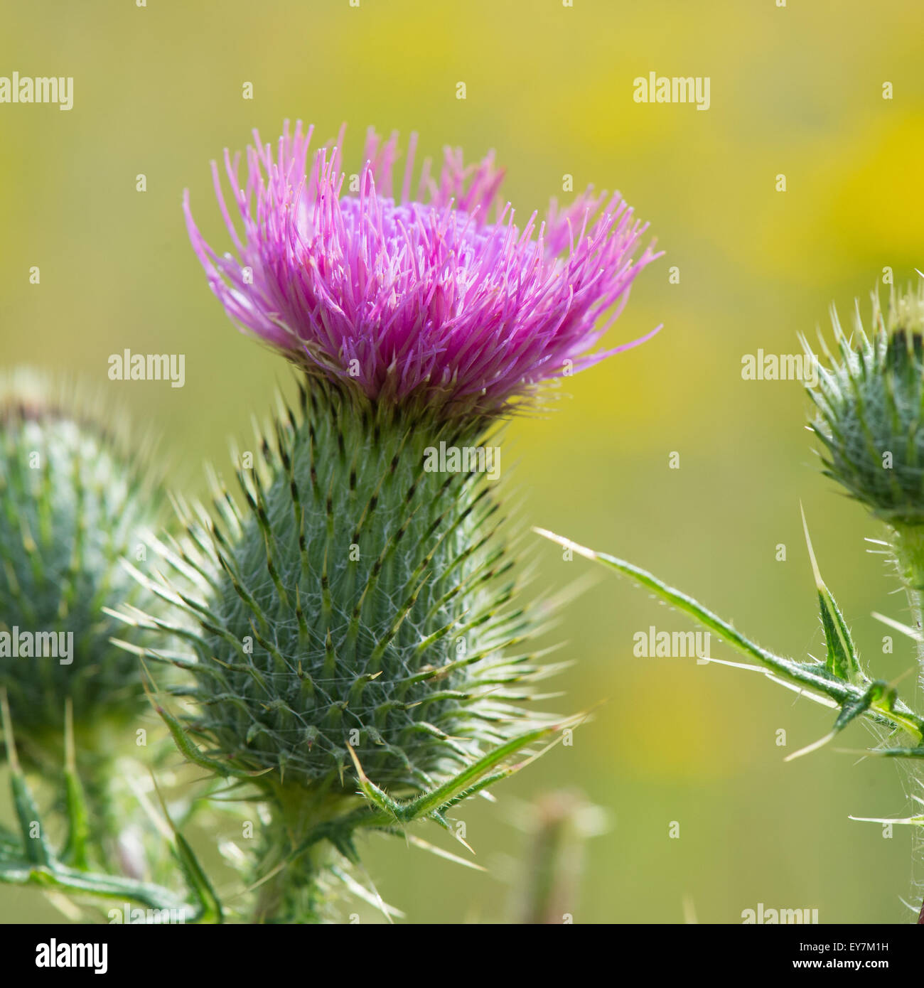 Blooming purple thistle in nature Stock Photo - Alamy