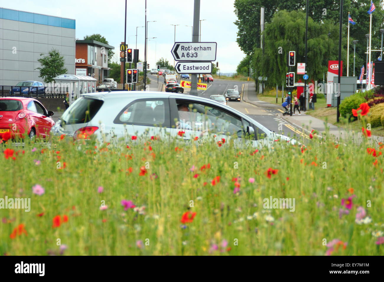 Traffic navigates a roundabout brimming with sown wildflowers in the ...