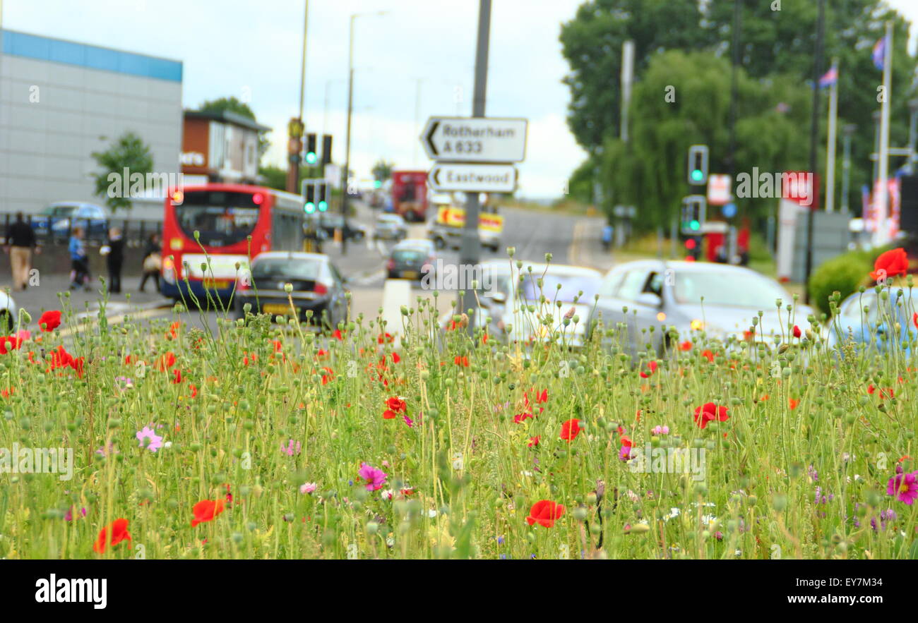 Traffic navigates a roundabout brimming with sown wildflowers in the ...