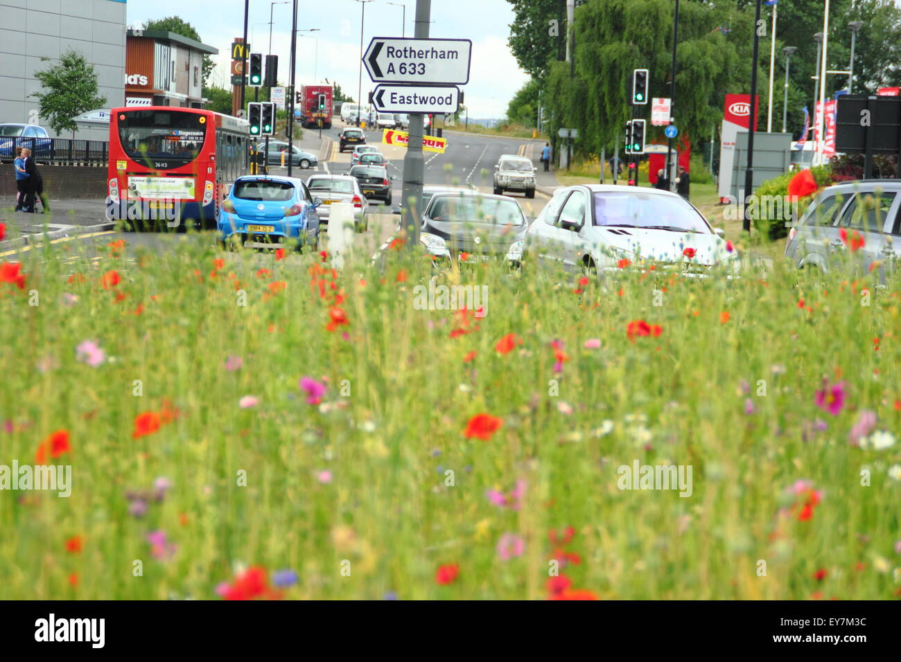 Traffic navigates a roundabout brimming with sown wildflowers in the ...
