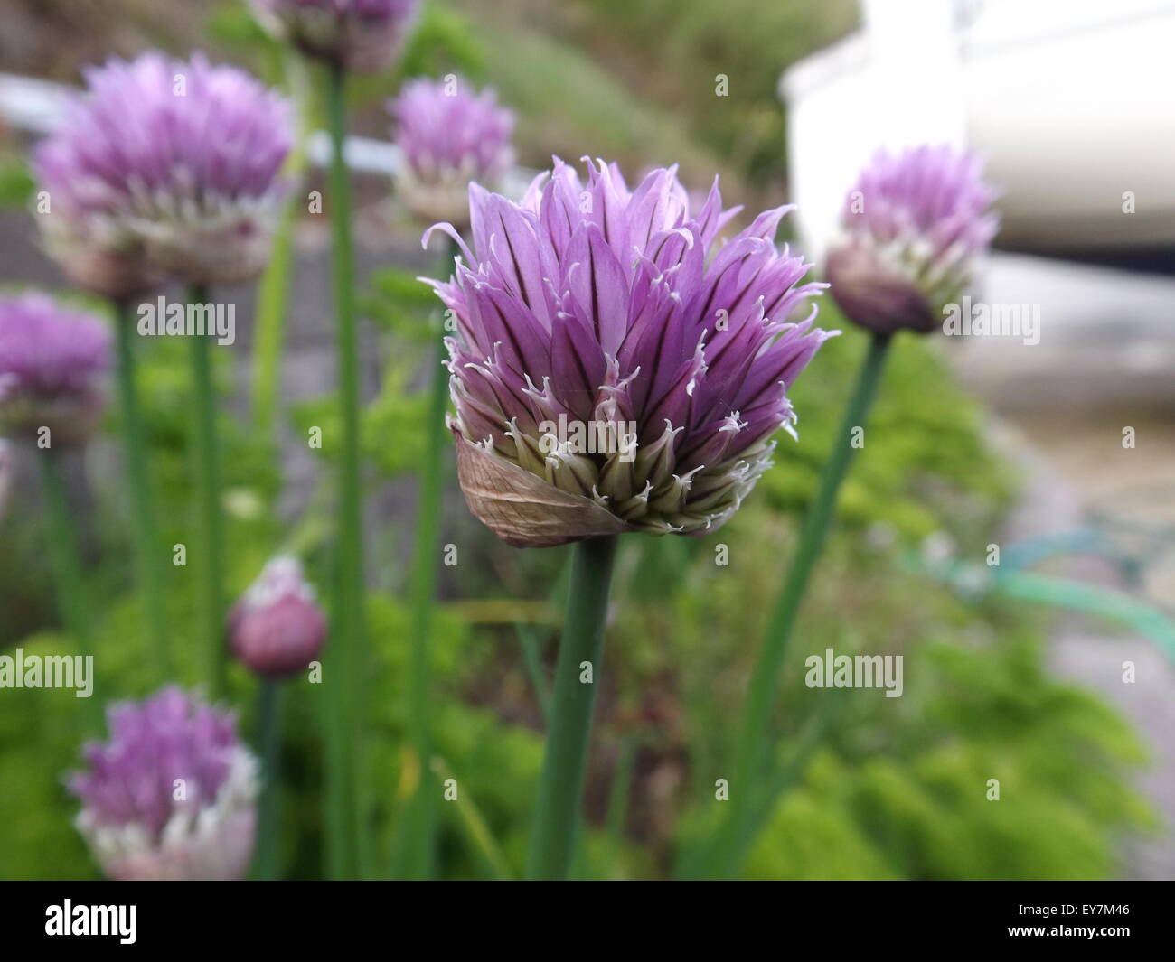 Start of Spring Stock Photo - Alamy