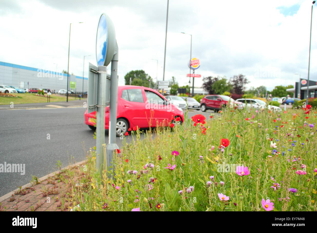 Wildflowers by the road hi-res stock photography and images - Alamy