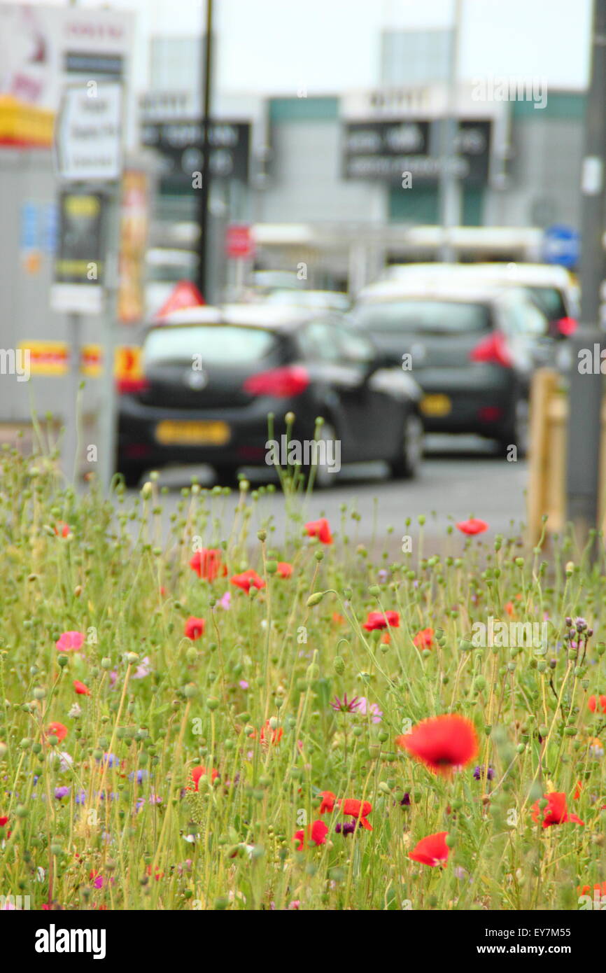 Traffic navigates a roundabout sown with wildflowers in Parkgate ...