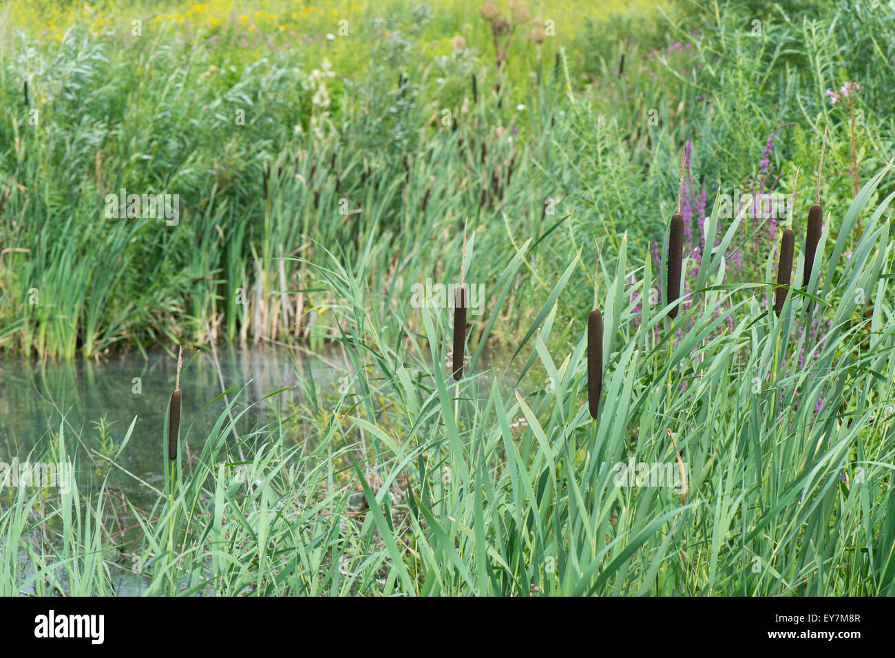 Bulrush between reed near the ditch Stock Photo - Alamy