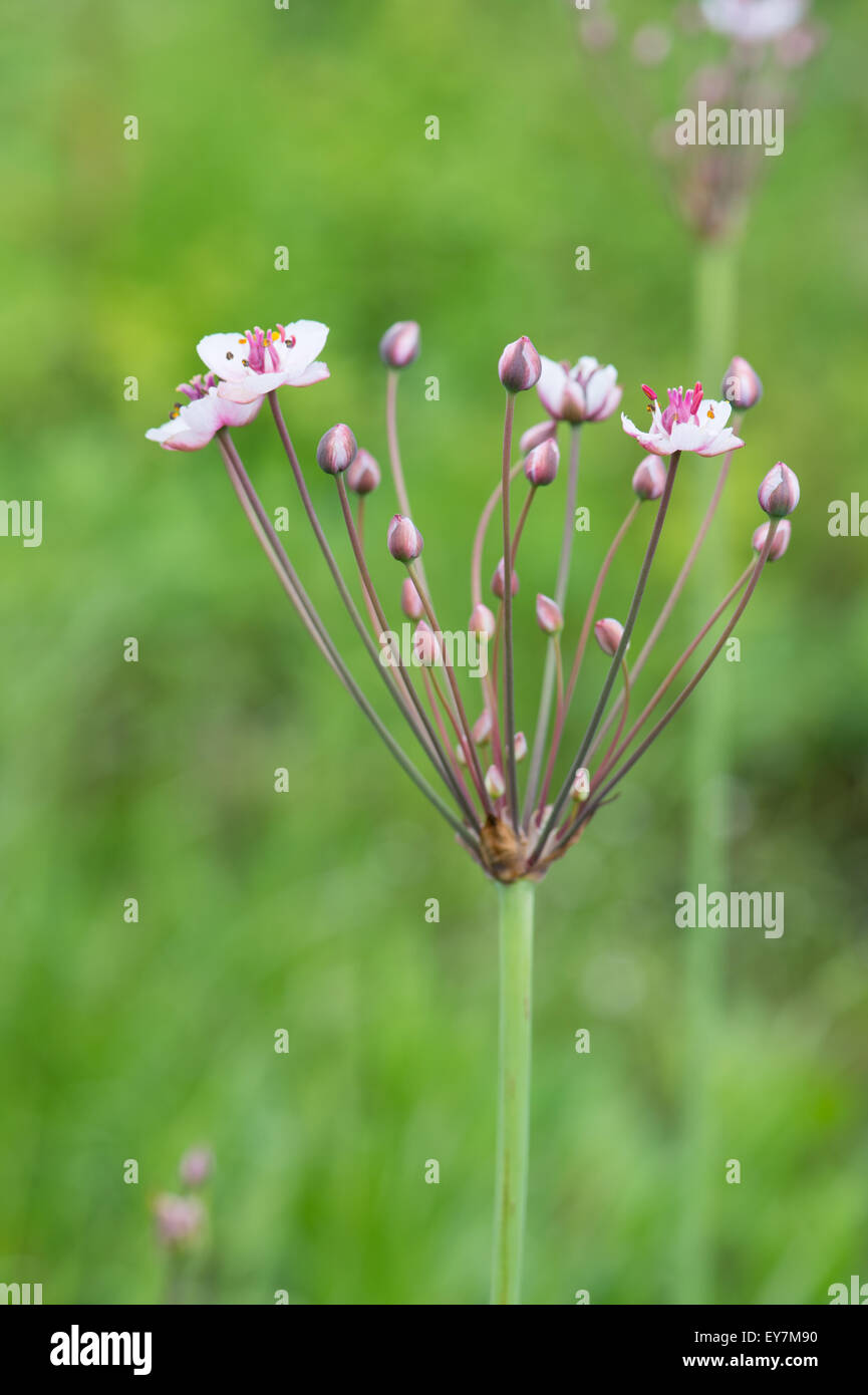 Rush of nature hi-res stock photography and images - Alamy