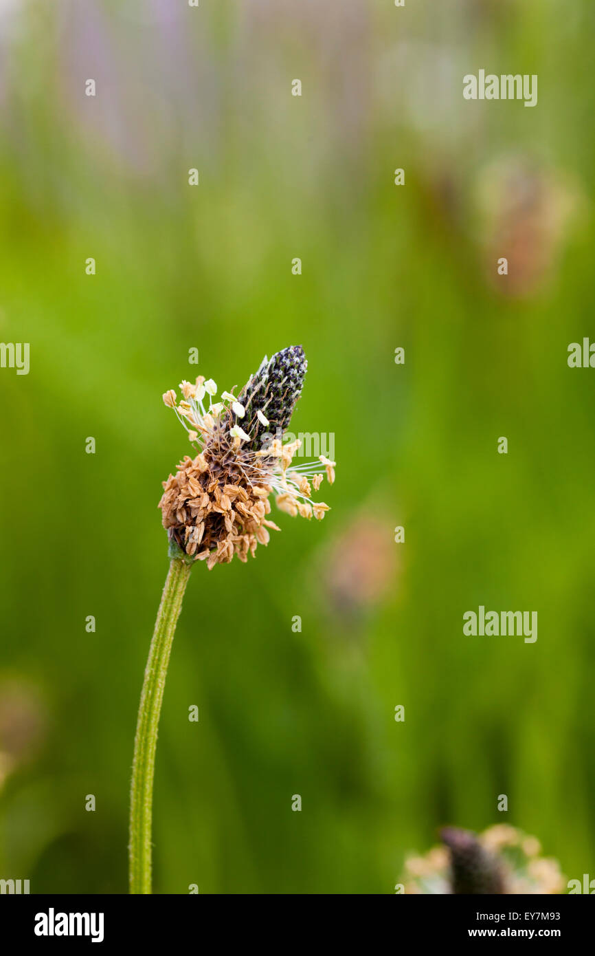 Plantain plantago lanceolata hi-res stock photography and images - Alamy