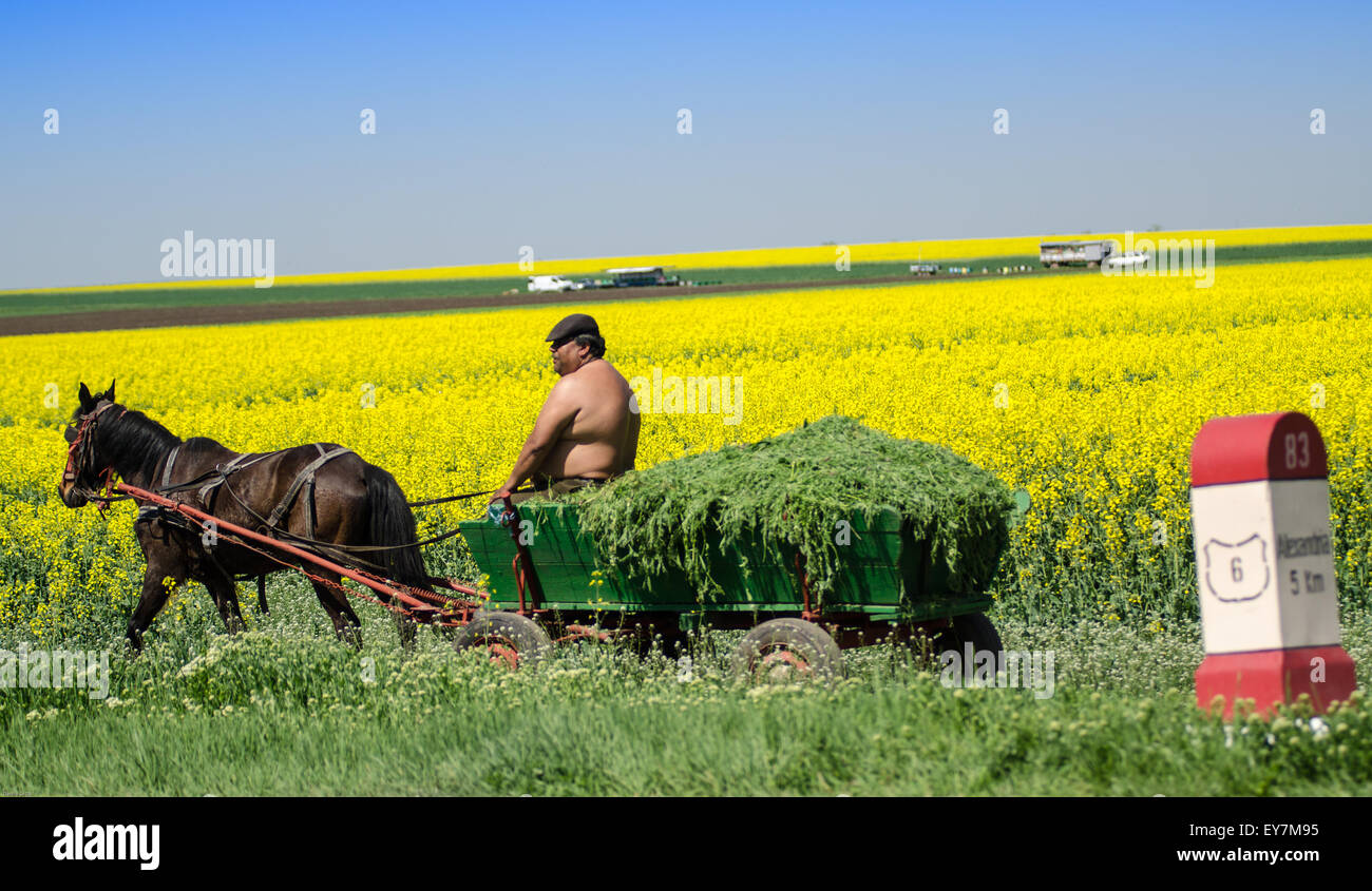 Farmer harvesting hay with horse-drawn cart in vibrant yellow fields ...