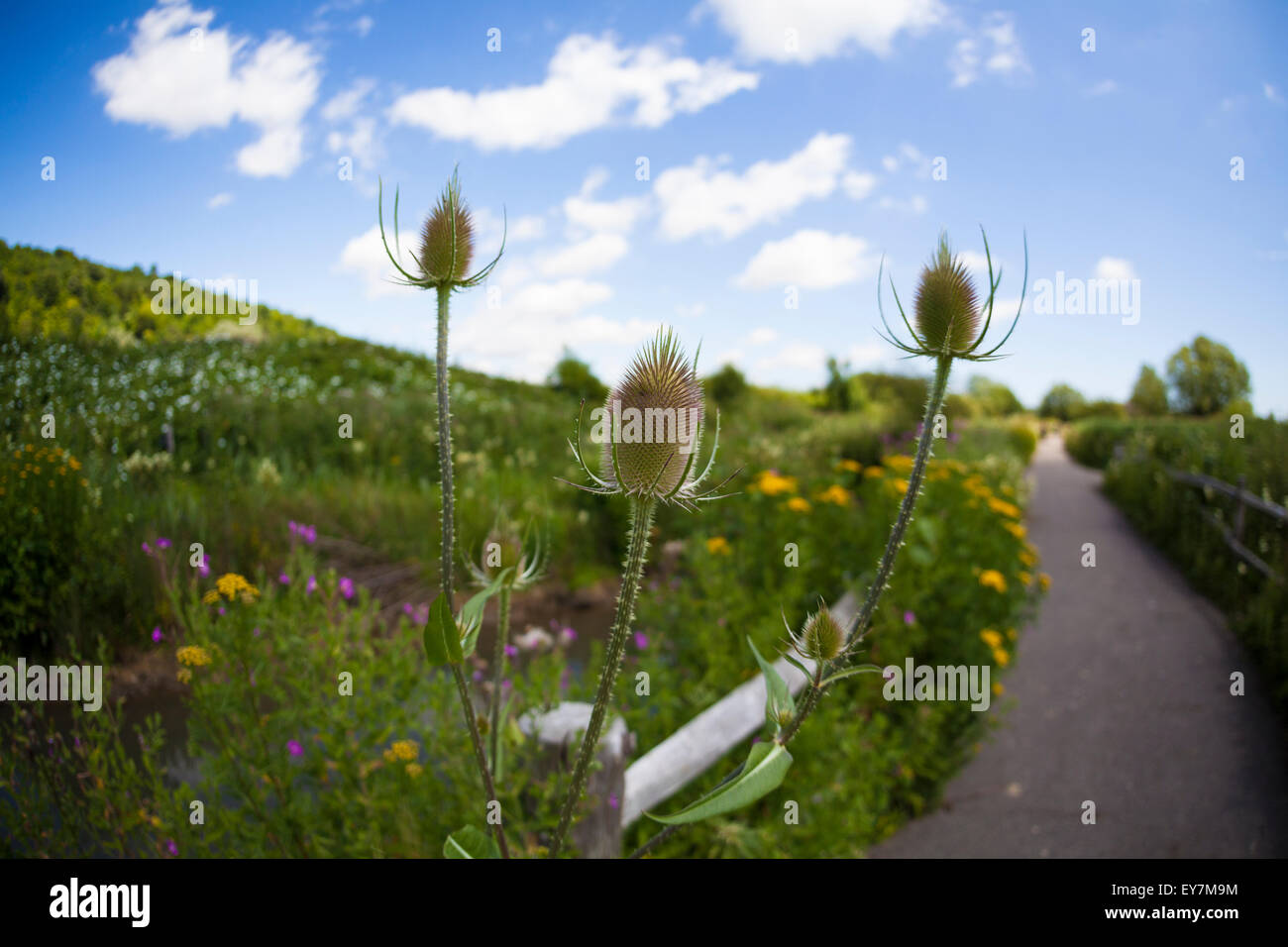 Teasle hi-res stock photography and images - Alamy