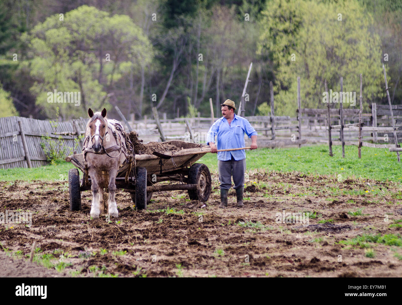 Farmer harvesting hay with horse-drawn cart in vibrant yellow fields ...