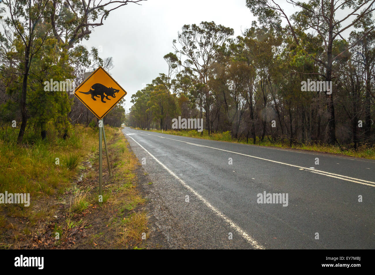 Tasmanian Devil road sign Stock Photo - Alamy