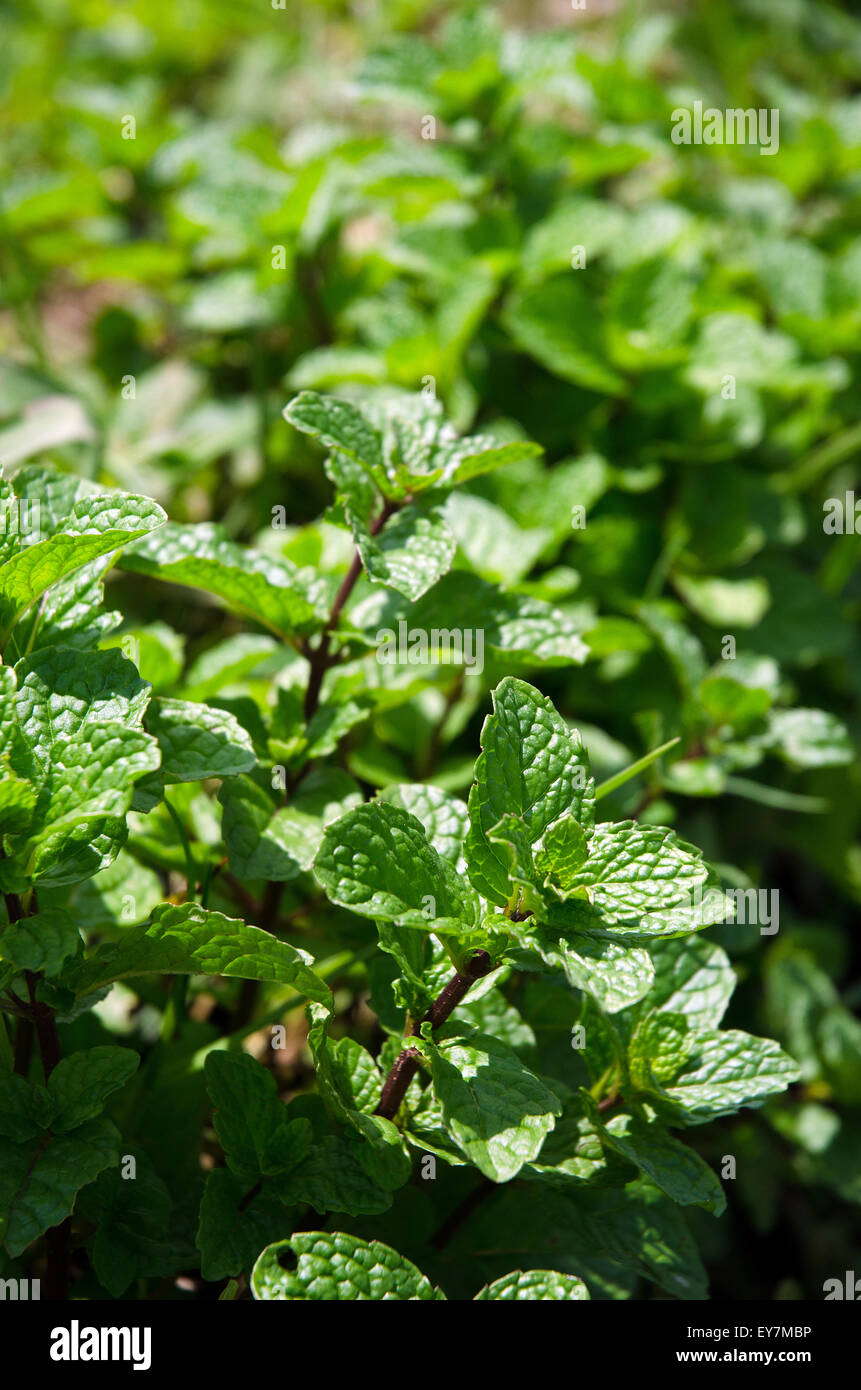 natural mint leaf Stock Photo - Alamy