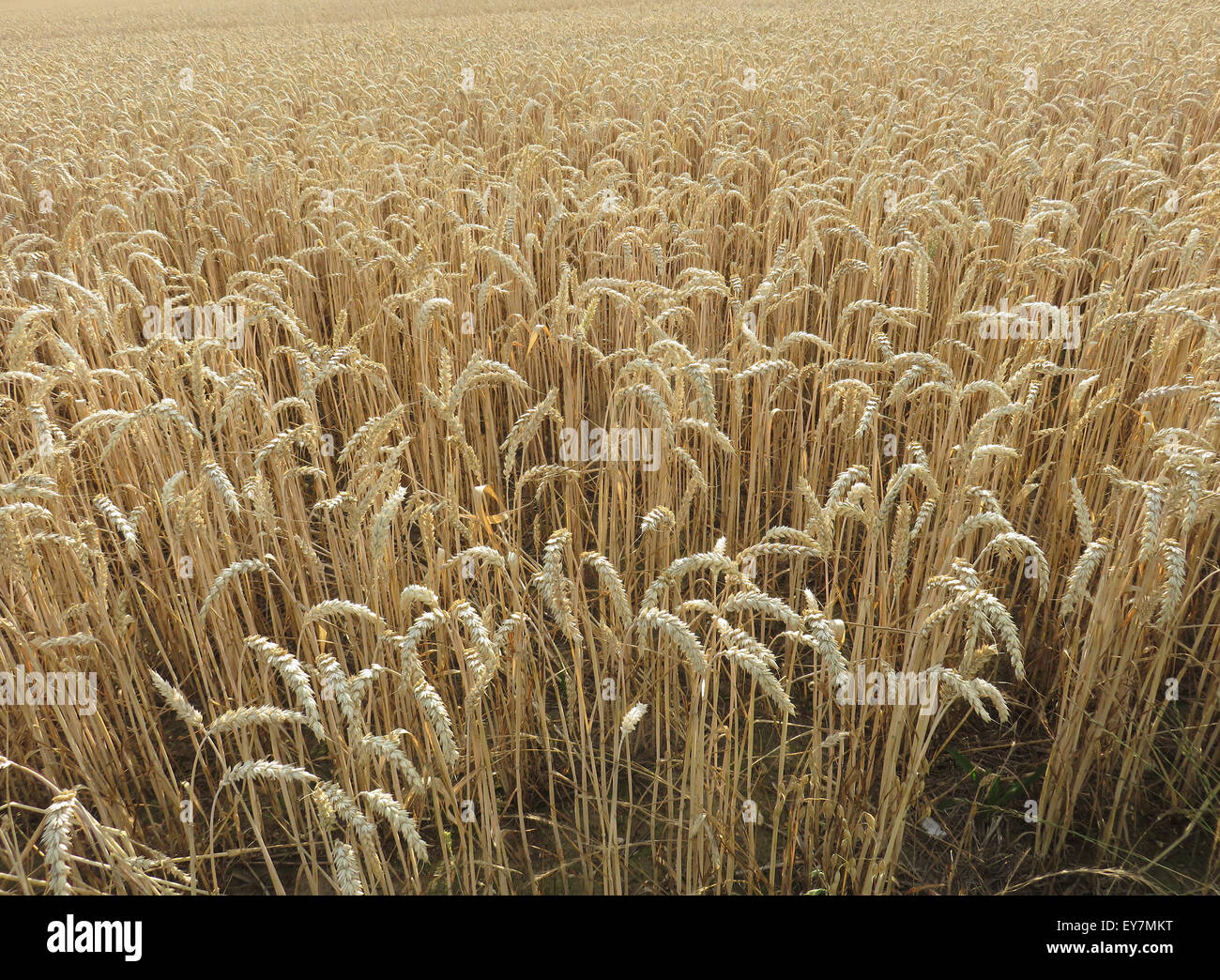 BERKSHIRE WHEATFIELD. Photo Tony Gale Stock Photo - Alamy