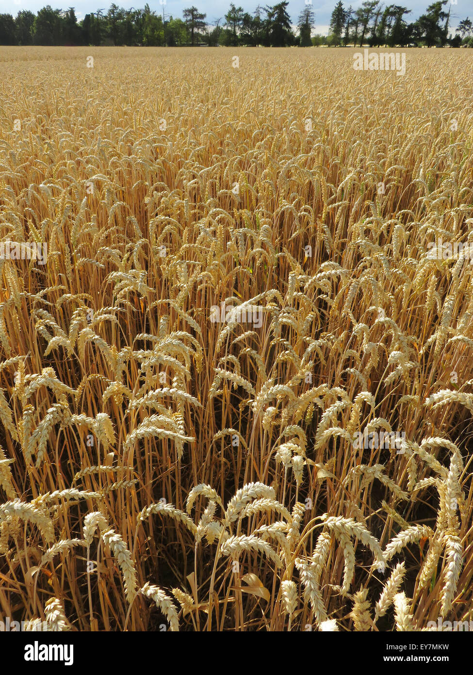 BERKSHIRE WHEATFIELD. Photo Tony Gale Stock Photo - Alamy