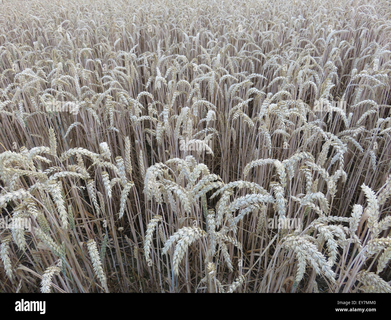 BERKSHIRE WHEATFIELD. Photo Tony Gale Stock Photo - Alamy