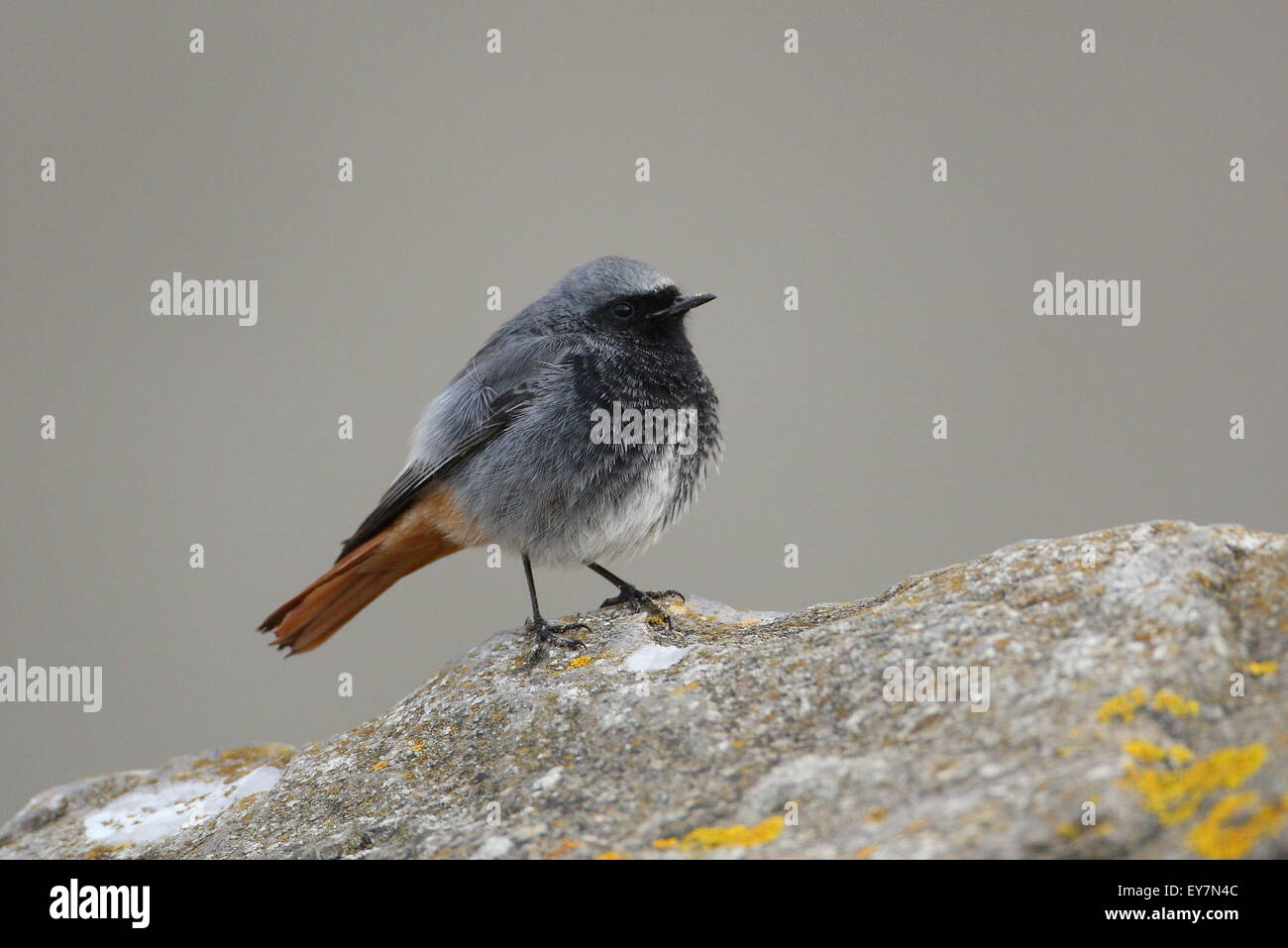Black redstart seashore hi-res stock photography and images - Alamy